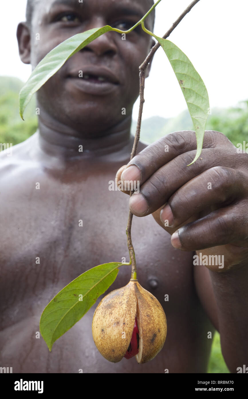 Nutmeg caribbean farmer hi-res stock photography and images - Alamy