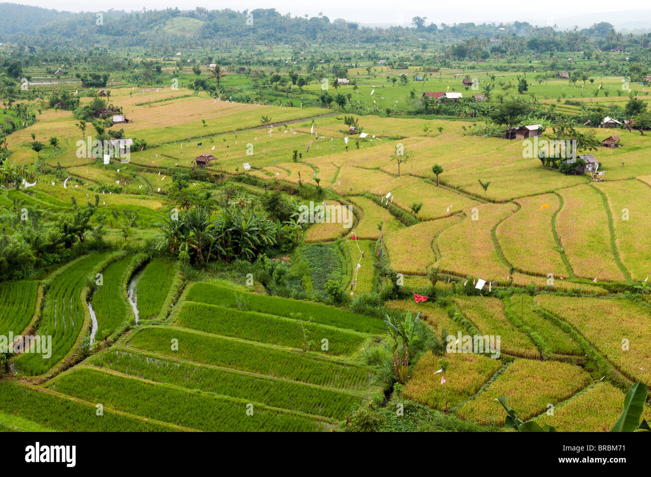 Rice terraces in Bali, Indonesia Stock Photo - Alamy
