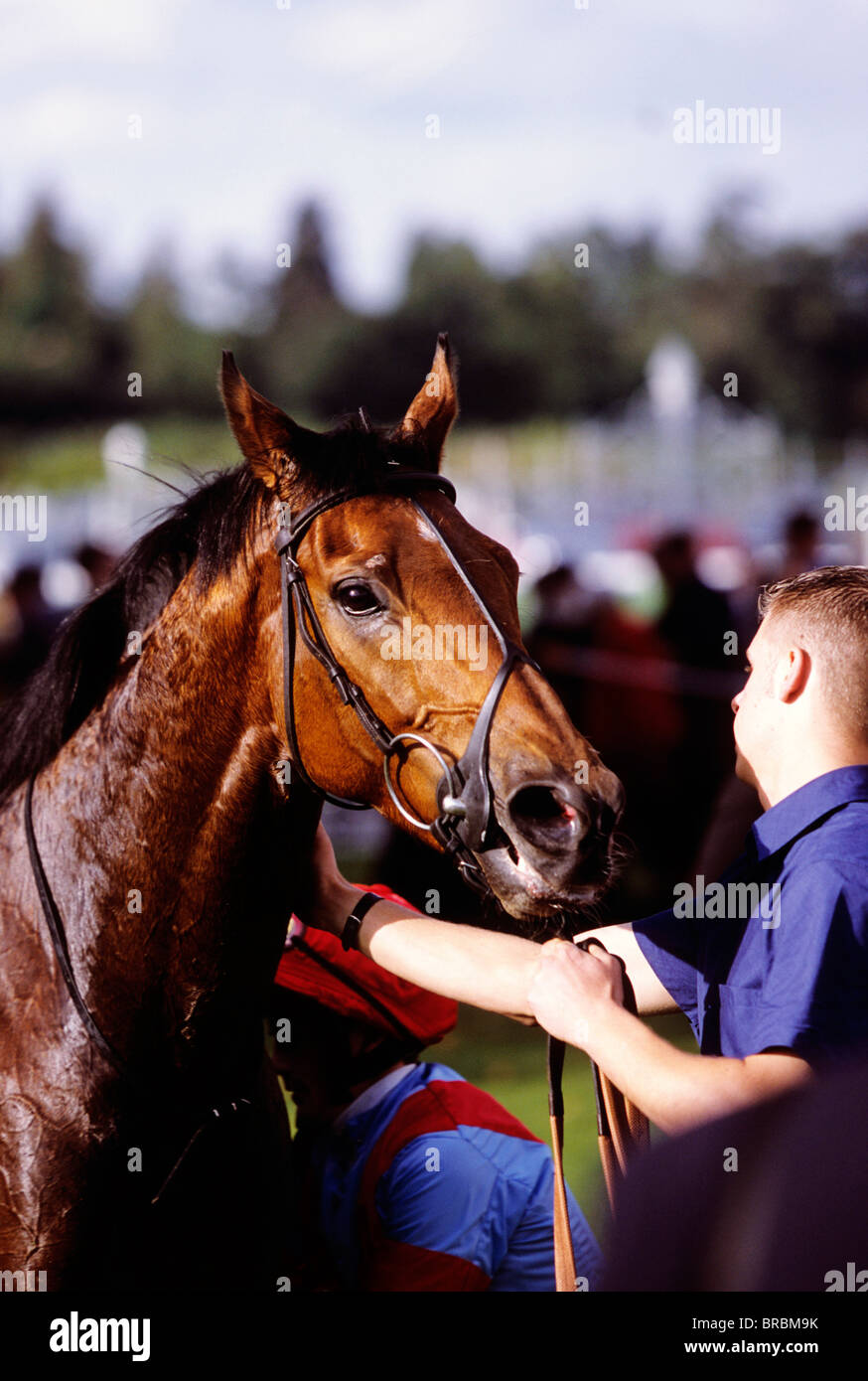 Sweating racehorse hi-res stock photography and images - Alamy