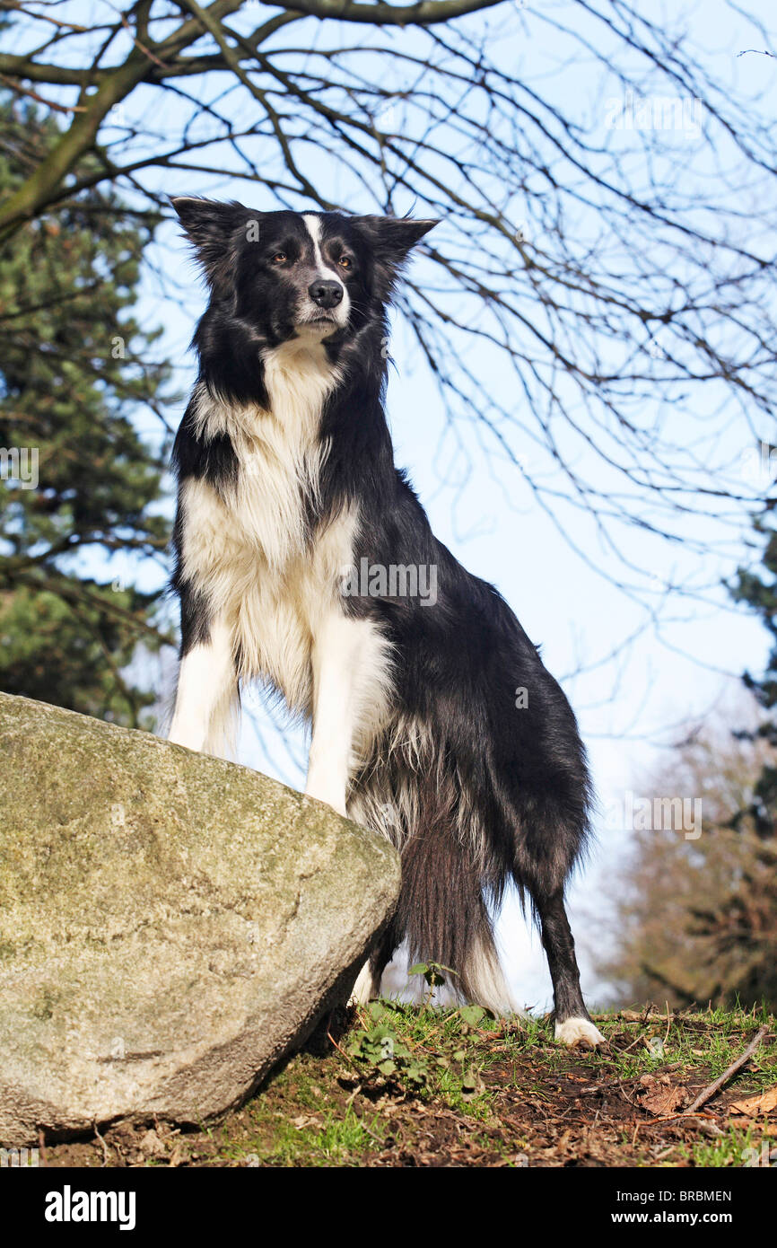Border collie dog stands hi-res stock photography and images - Alamy