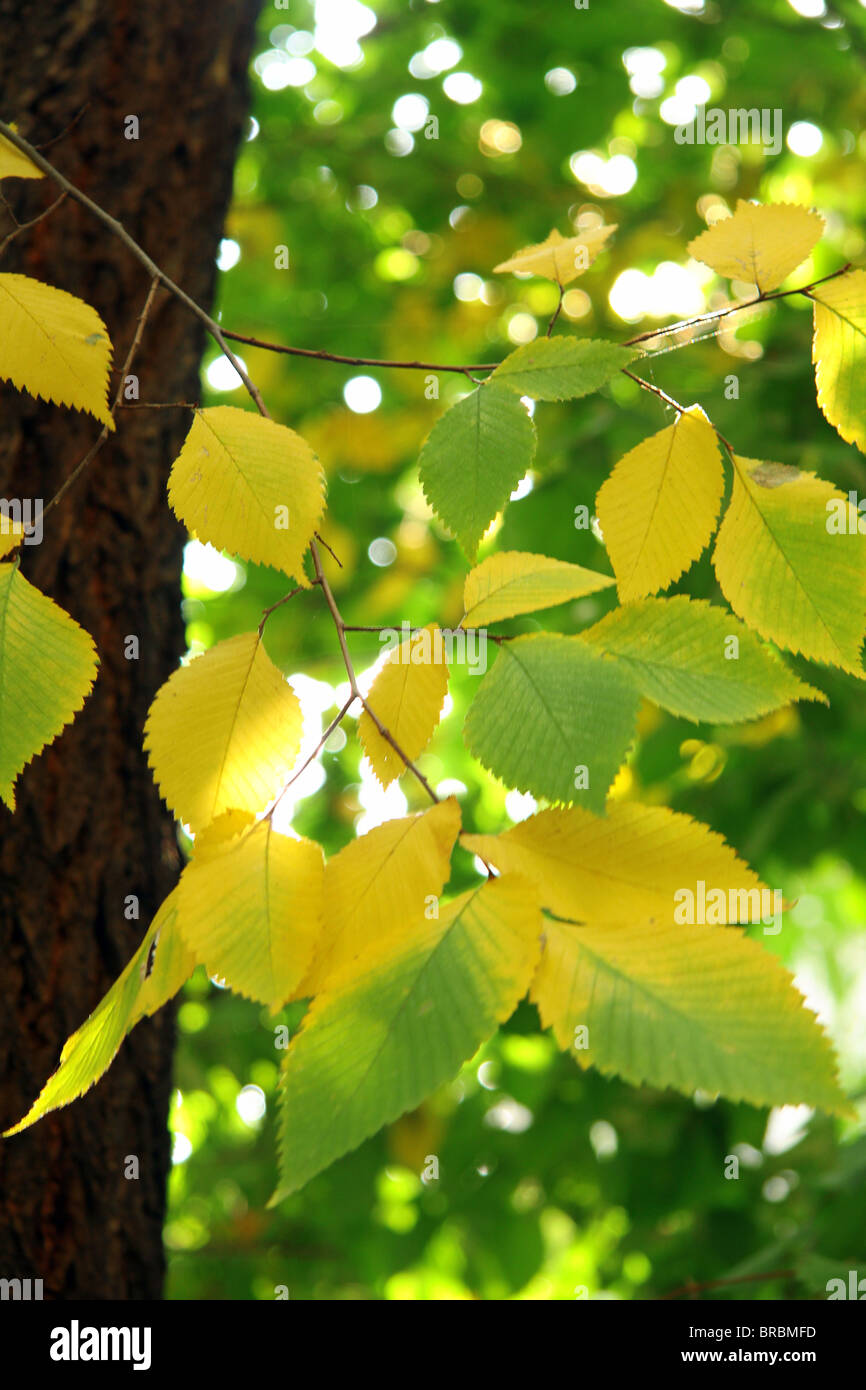 brown tree with yellow and green leaves Stock Photo - Alamy