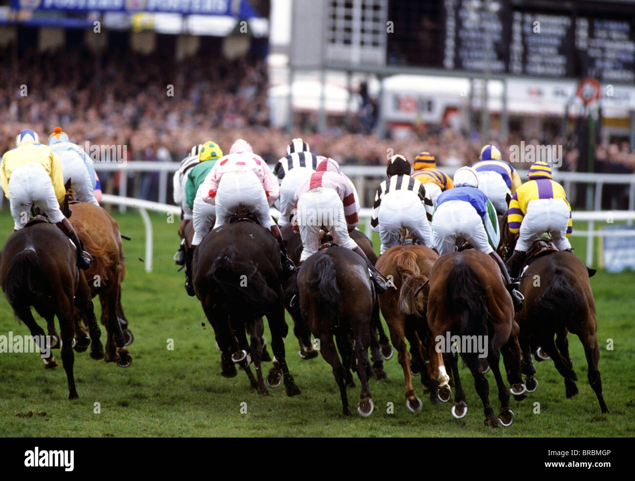 Rear view as a group of horses race round corner towards finish line ...