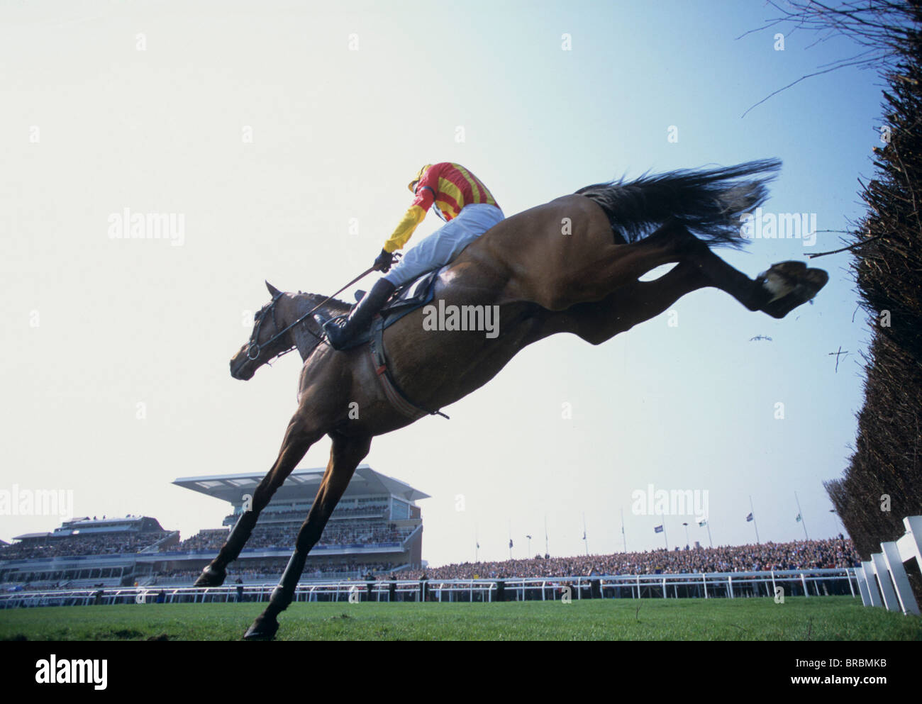 Jockey on horse clears thicket fence on his way to finish line Stock ...