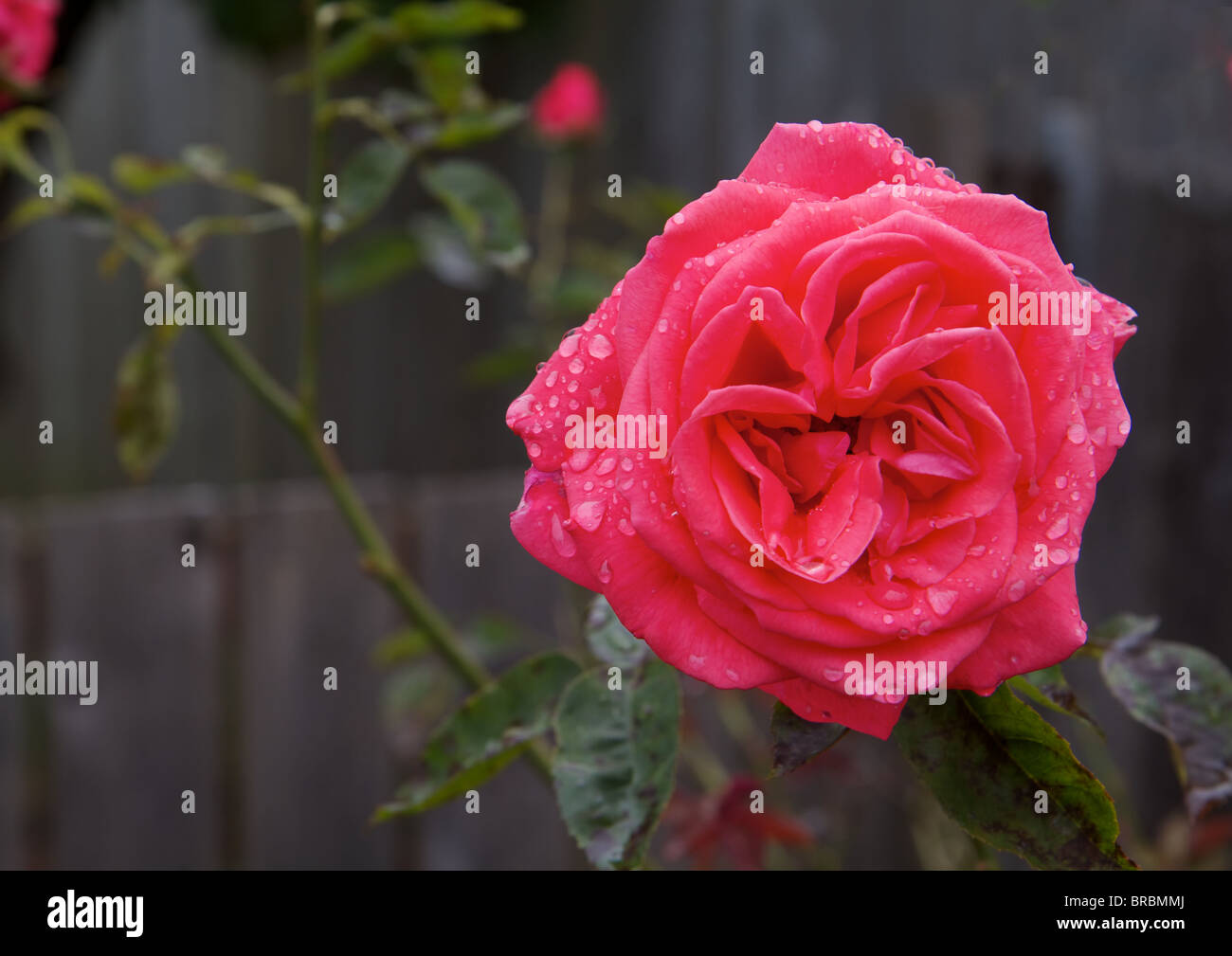 Wet Red Rose with bunched up crowded petals against soft background ...
