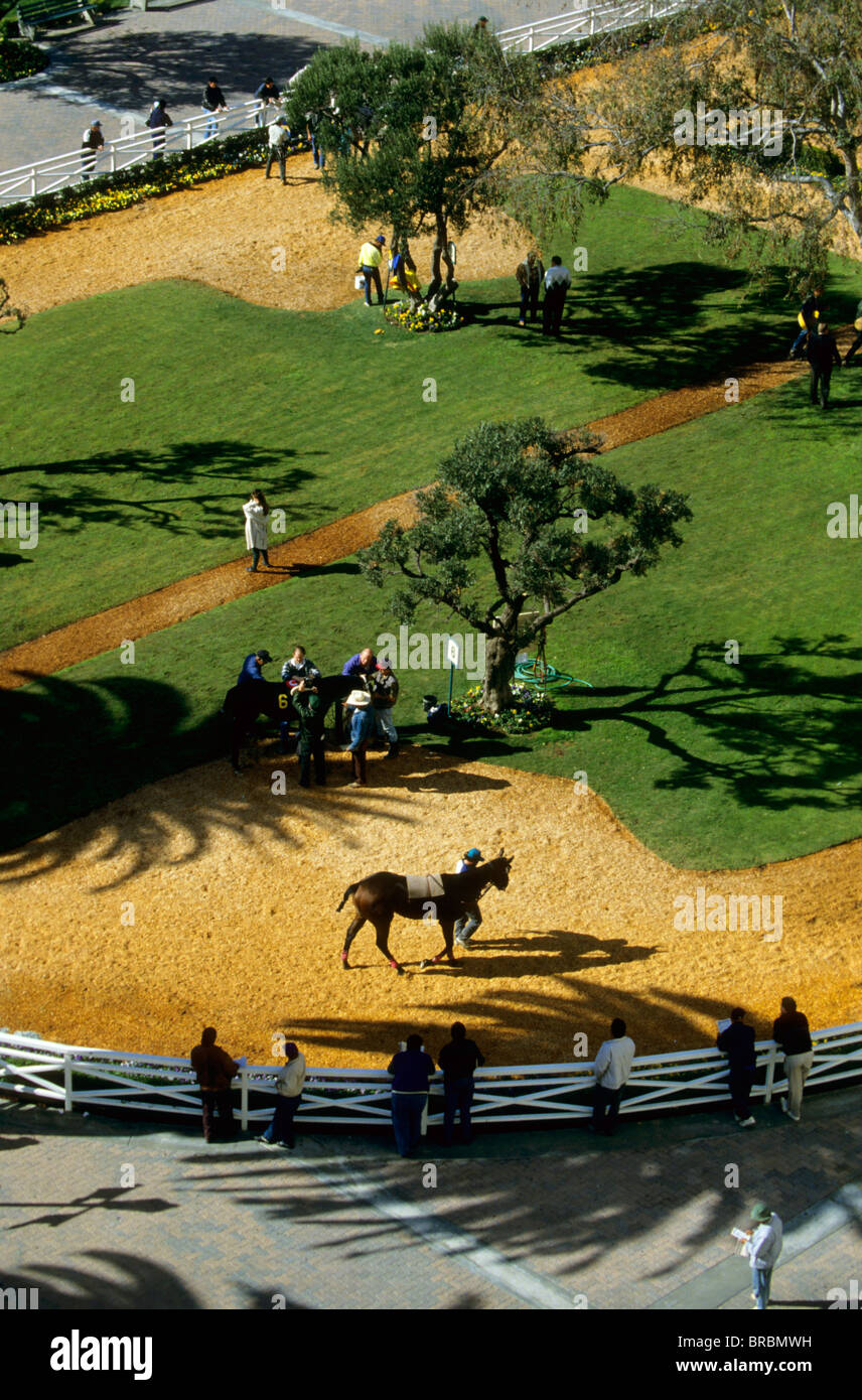 Horses in parade ring from above Stock Photo - Alamy