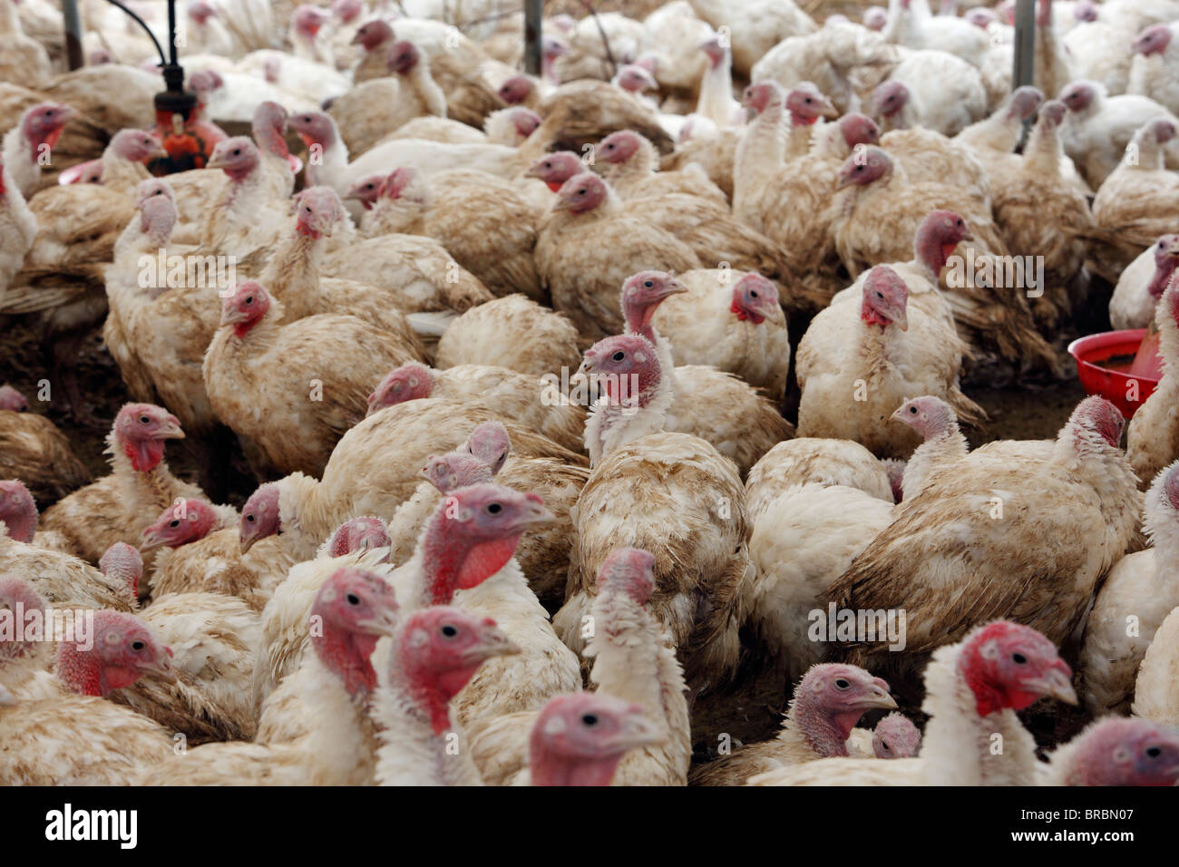 Farm turkey hi-res stock photography and images - Alamy