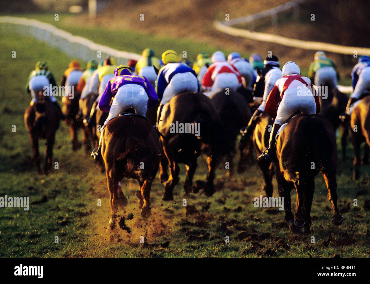 Group of horses hi-res stock photography and images - Alamy