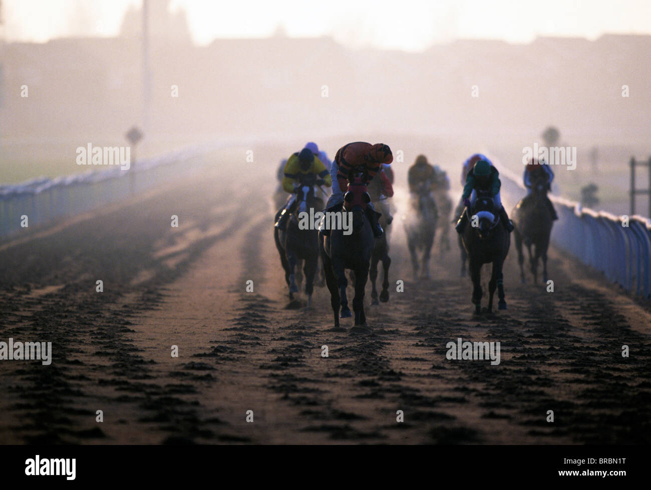 Light horses hi-res stock photography and images - Alamy