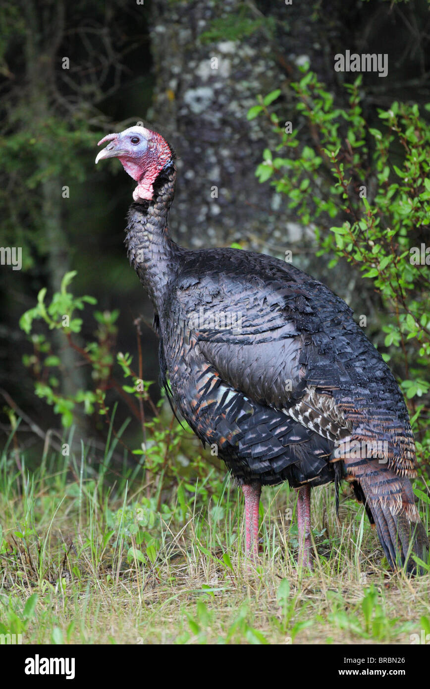 Wild Turkey in profile walking on the edge of a forest Stock Photo - Alamy