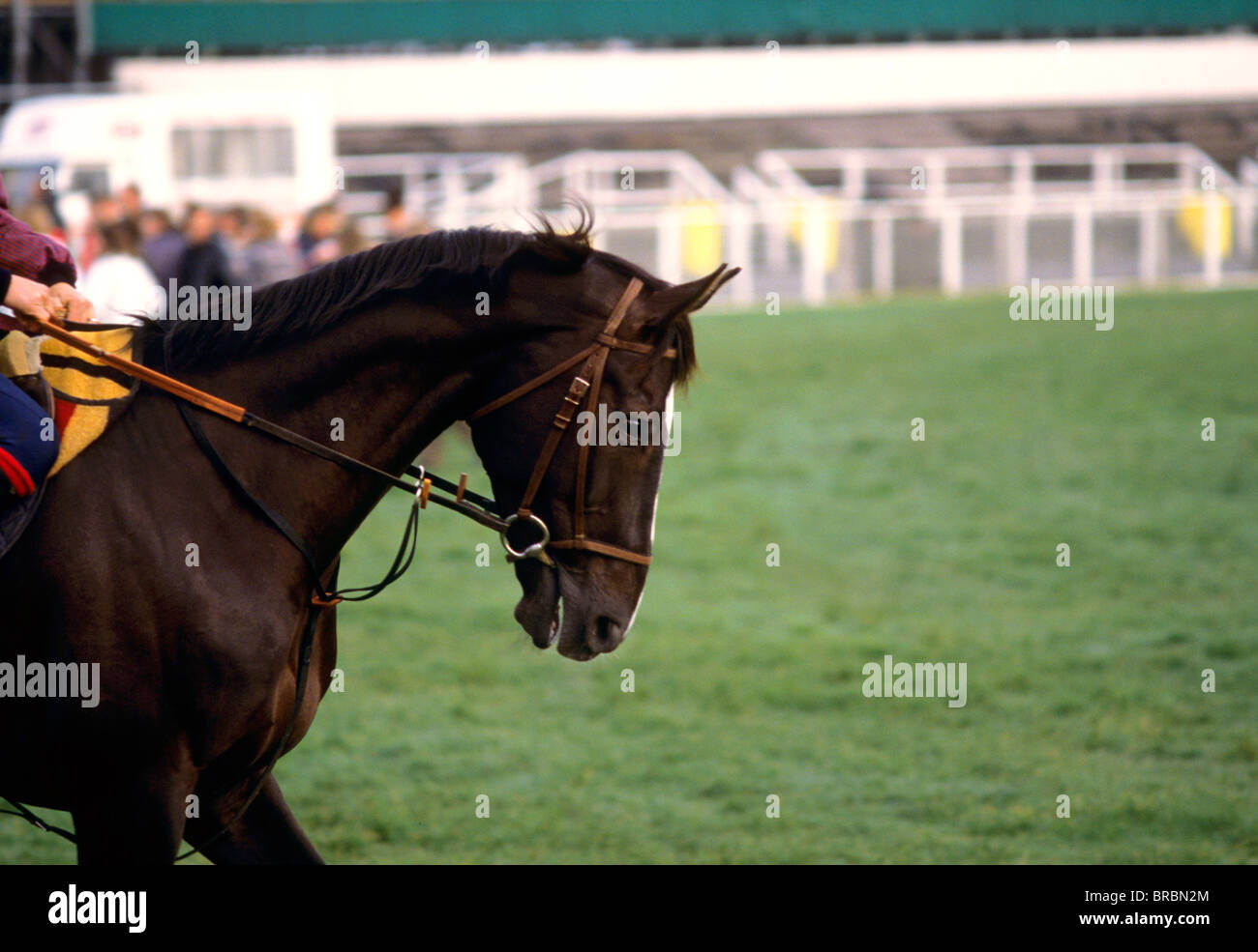 Horse being ridden towards starting stalls at race track Stock Photo ...