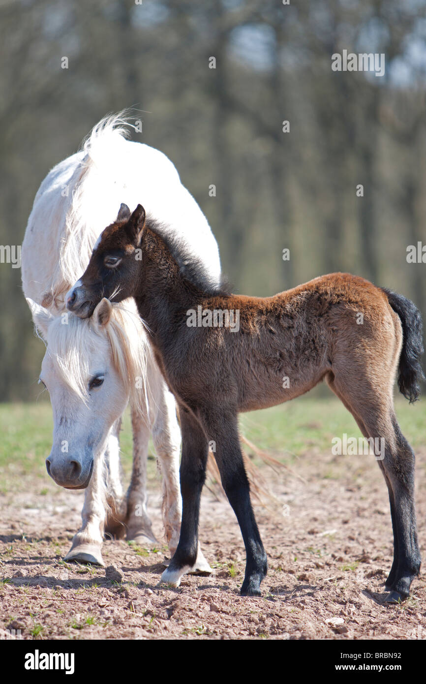 Grey Welsh Mountain pony mare with her very young brown foal Stock ...
