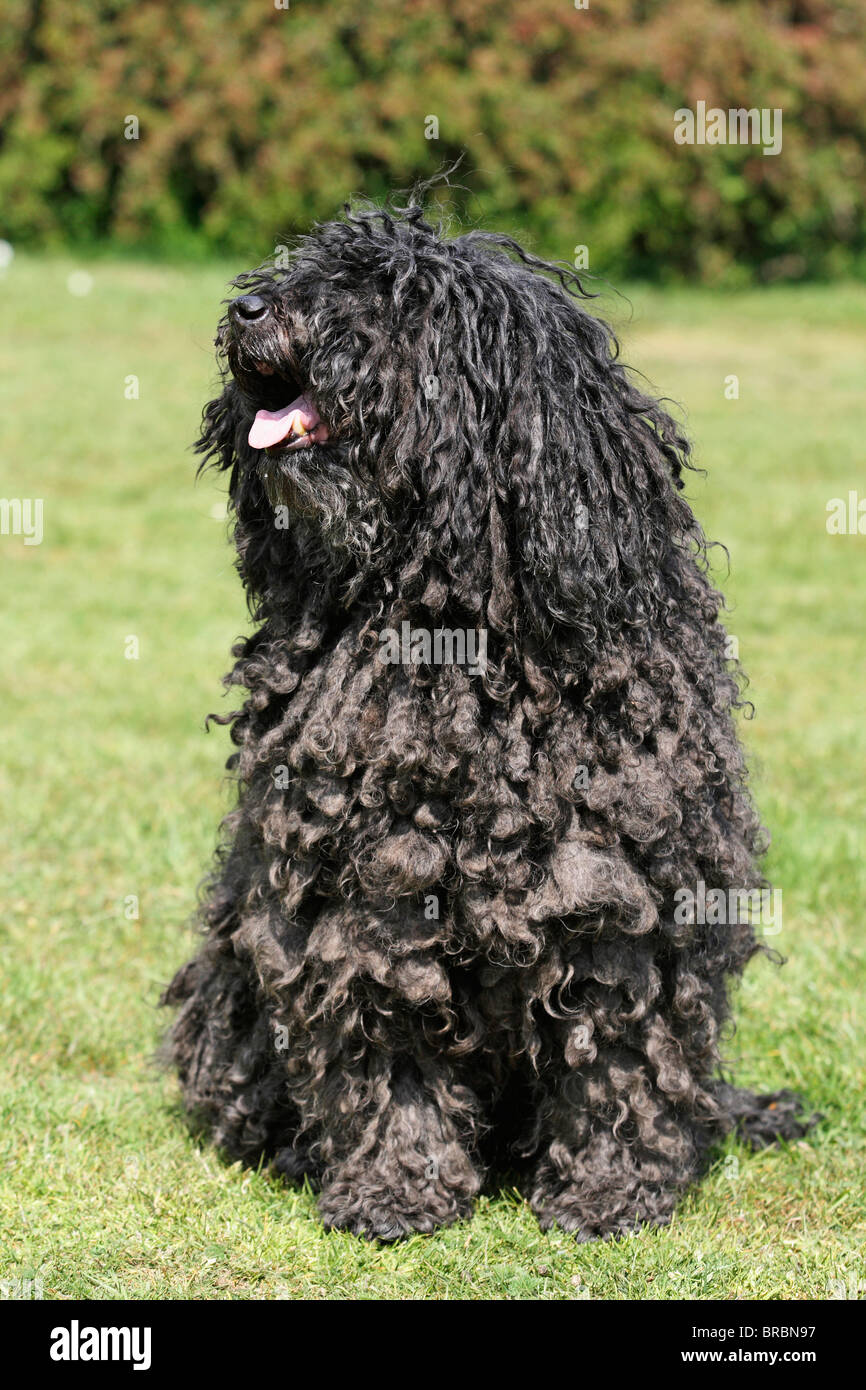 Hungarian pulis hi-res stock photography and images - Alamy