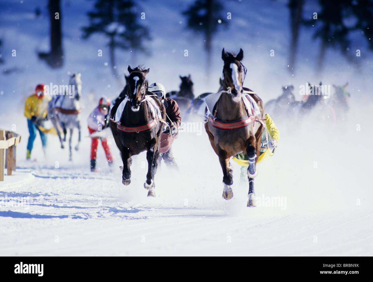 Jockeys sled behinds their horses at winter ice racing Stock Photo - Alamy