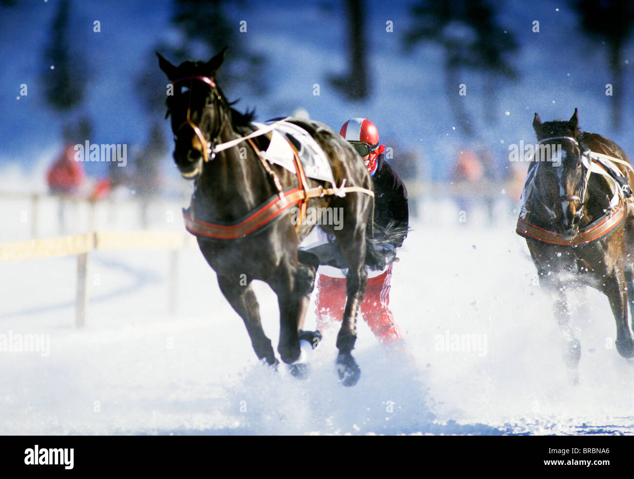 Jockeys sled behinds their horses at winter ice racing Stock Photo - Alamy