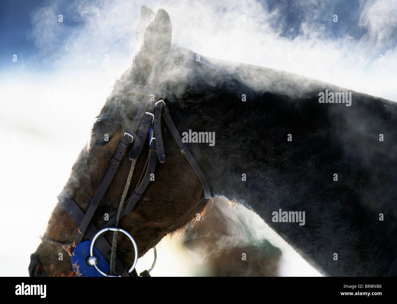 Polo horse steaming after game on winter ice circuit Stock Photo - Alamy