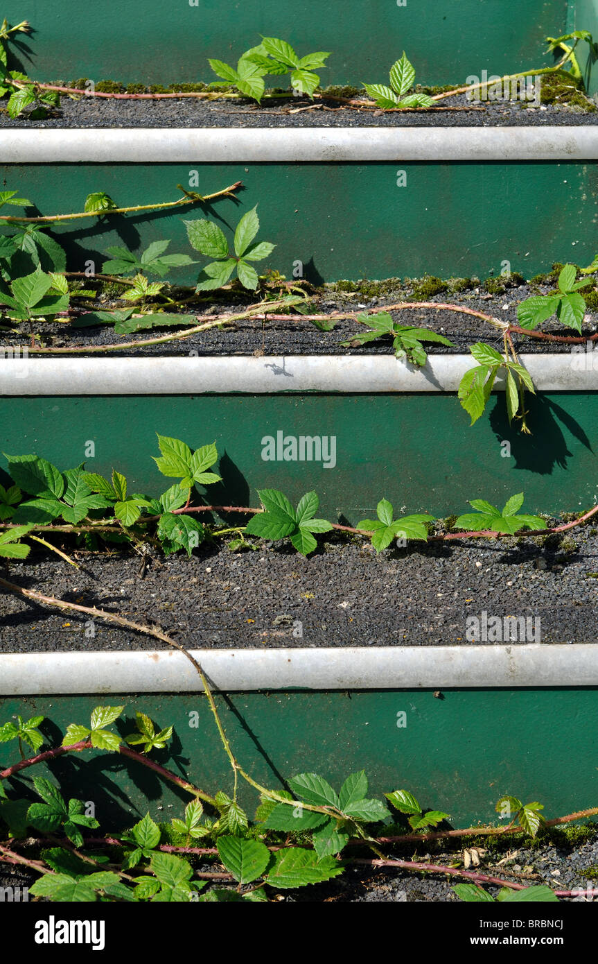Thorny brambles hi-res stock photography and images - Alamy