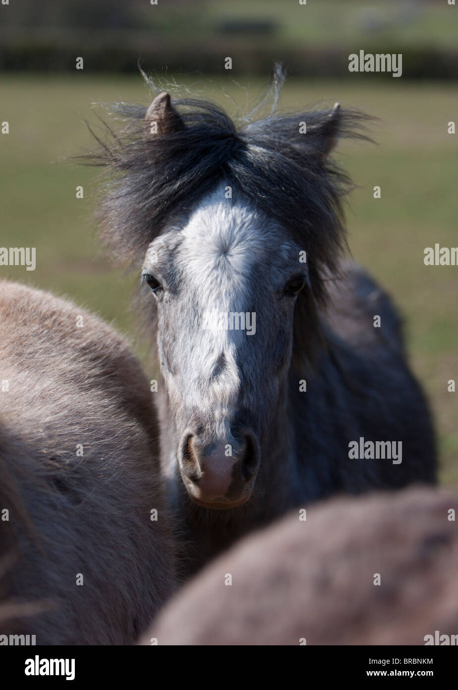 Pretty young welsh pony hi-res stock photography and images - Alamy