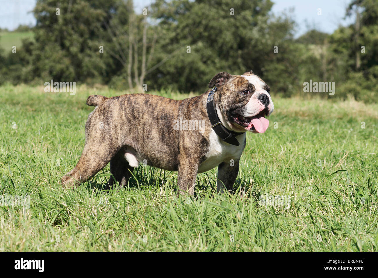 English Bulldog - standing on meadow Stock Photo - Alamy