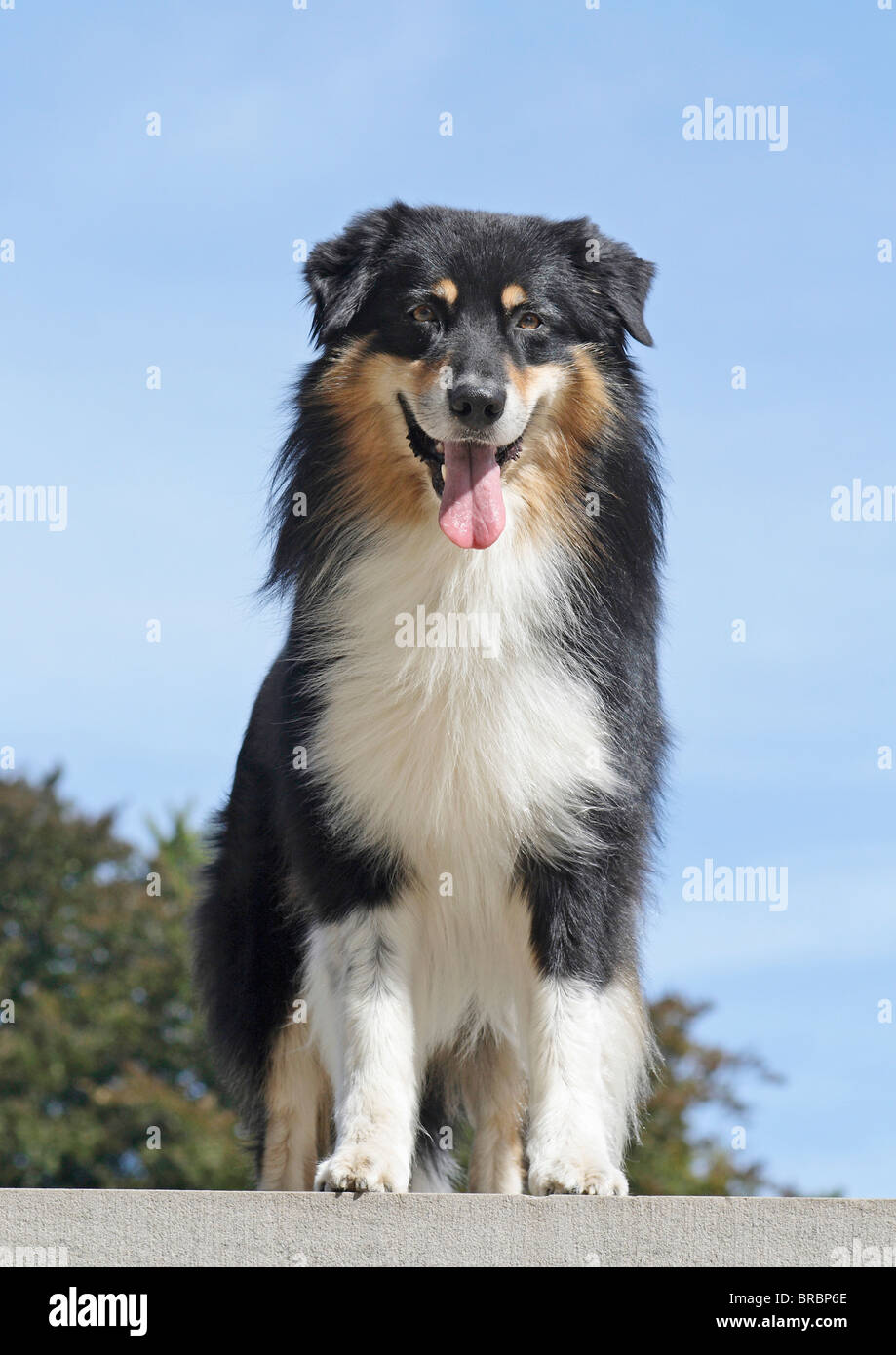 Australian shepherd stands tongue hi-res stock photography and images ...