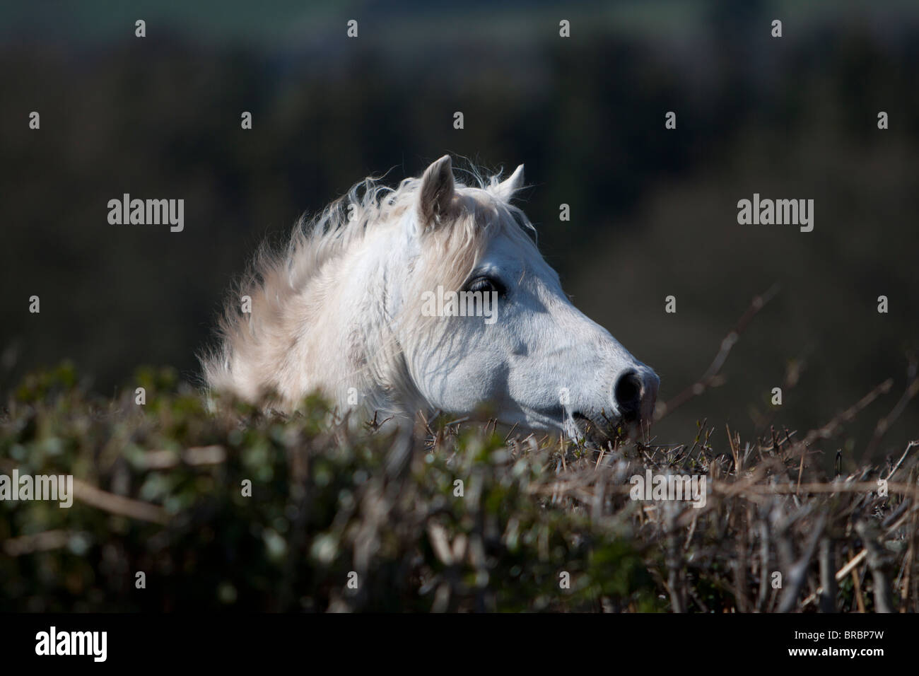 A beautiful grey Welsh Mountain pony stallion peeping over the hedge ...