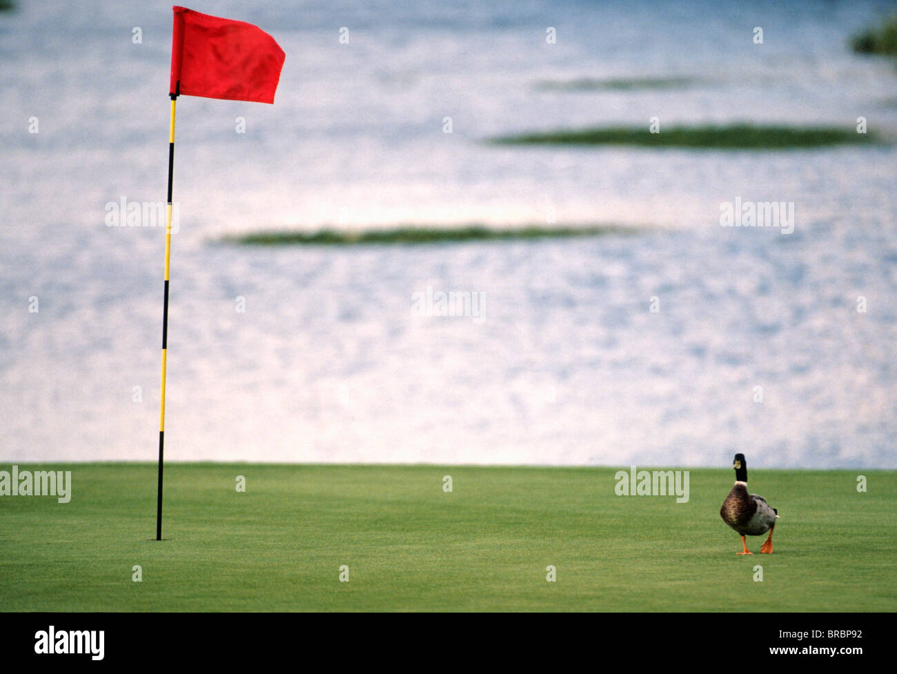 Duck walks across golf green with lake in background Stock Photo - Alamy