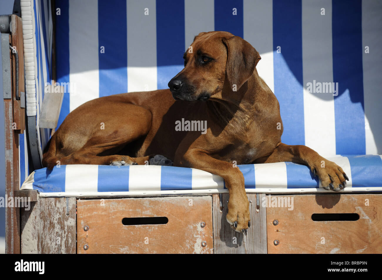 Rhodesian Ridgeback (Canis lupus familiaris). Bitch lying in a beach ...