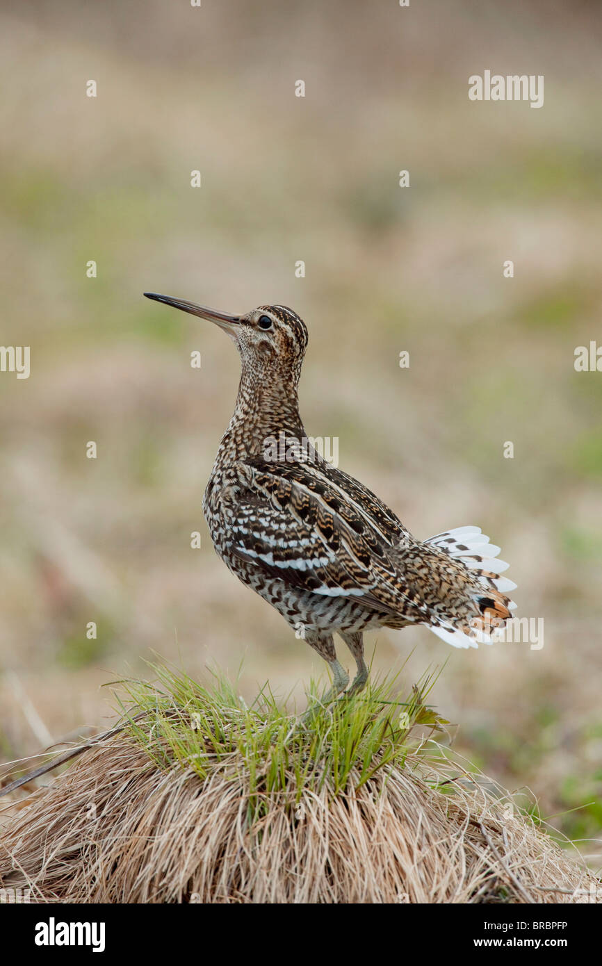 Great Snipe (male) - Courtship display Stock Photo - Alamy