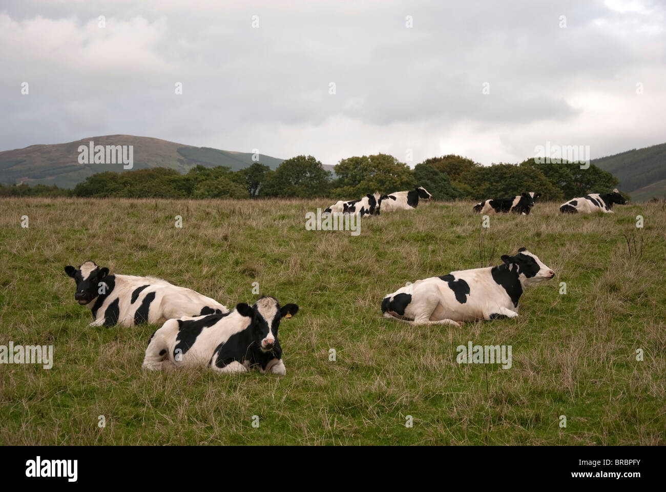 Sitting cows hi-res stock photography and images - Alamy