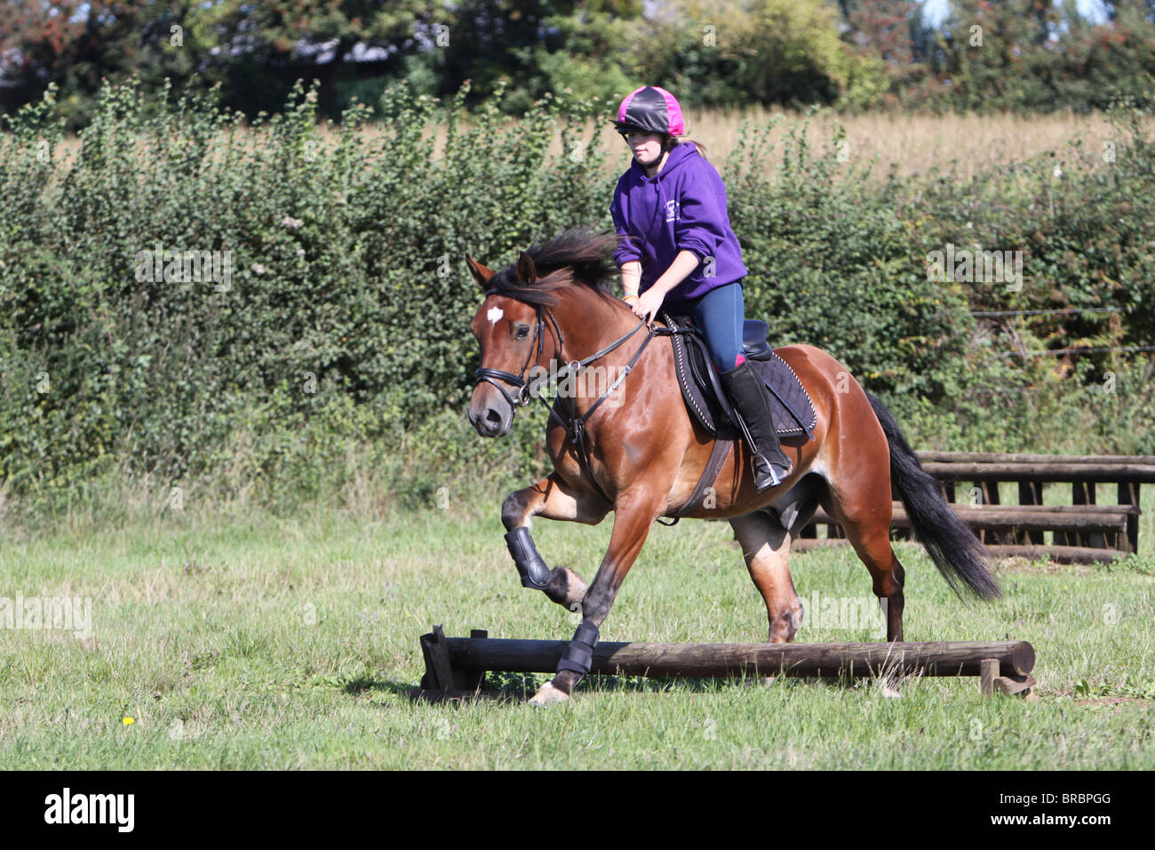 Welsh pony jumping High Resolution Stock Photography and Images - Alamy