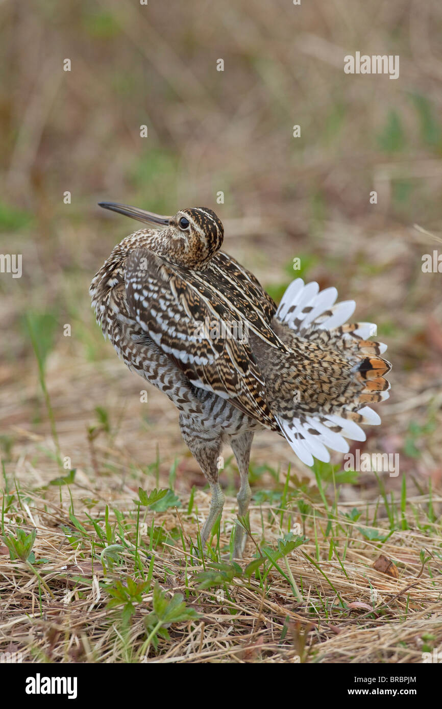 Great snipe hi-res stock photography and images - Alamy