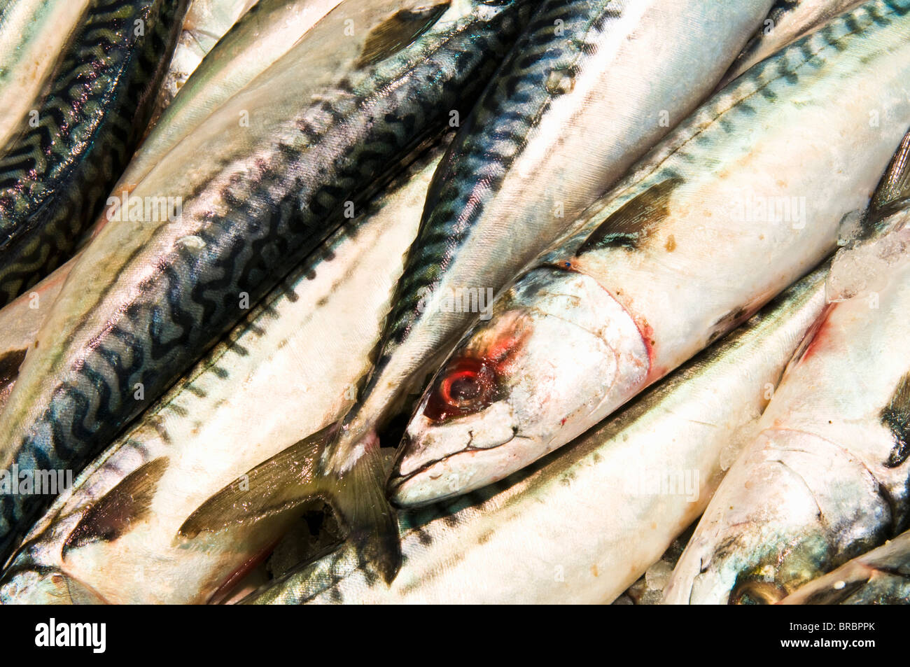Mackerel on a fishmonger's slab Stock Photo - Alamy