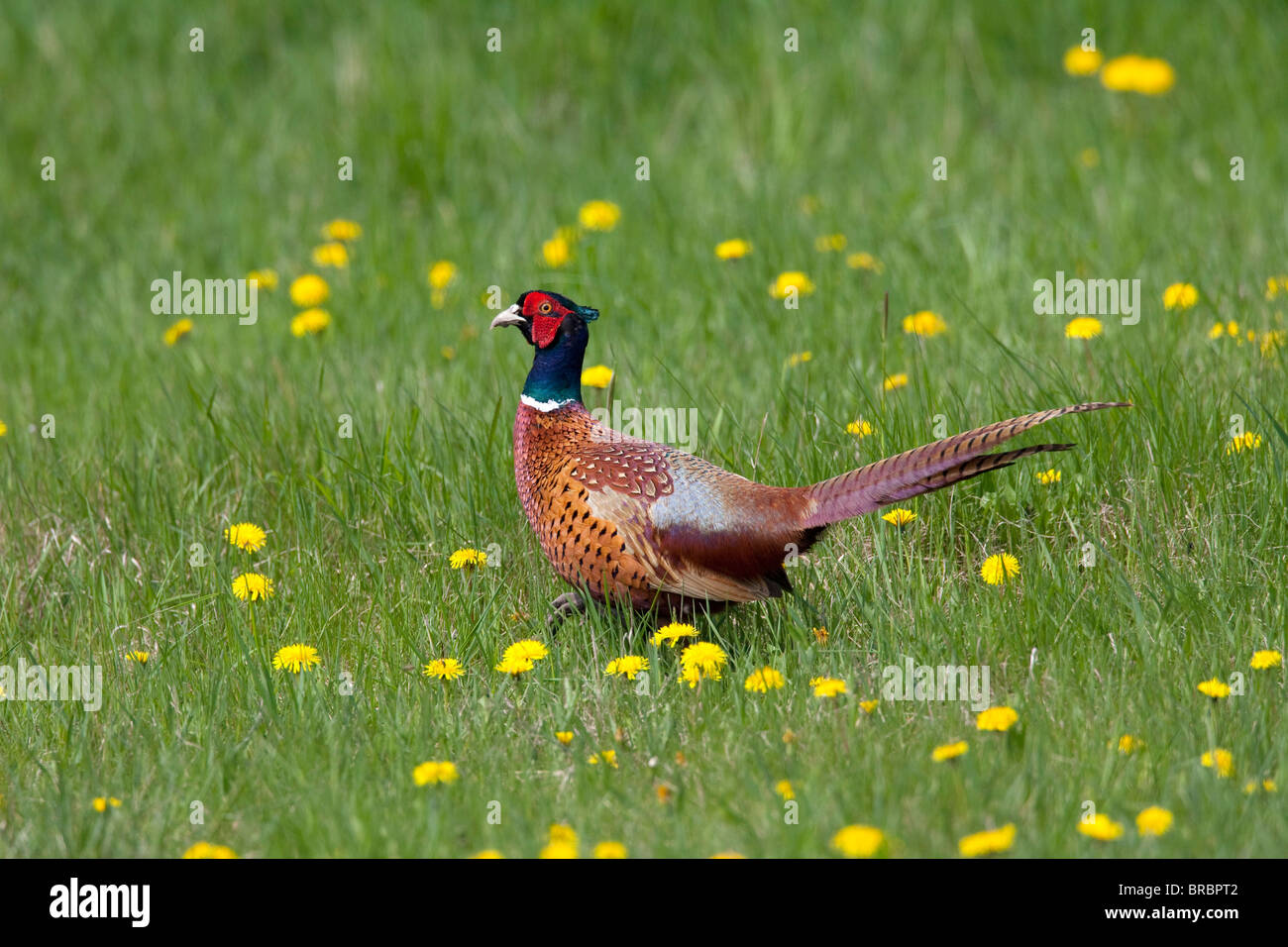 Common Pheasant (male) - standing on meadow / Phasianus colchicus Stock ...