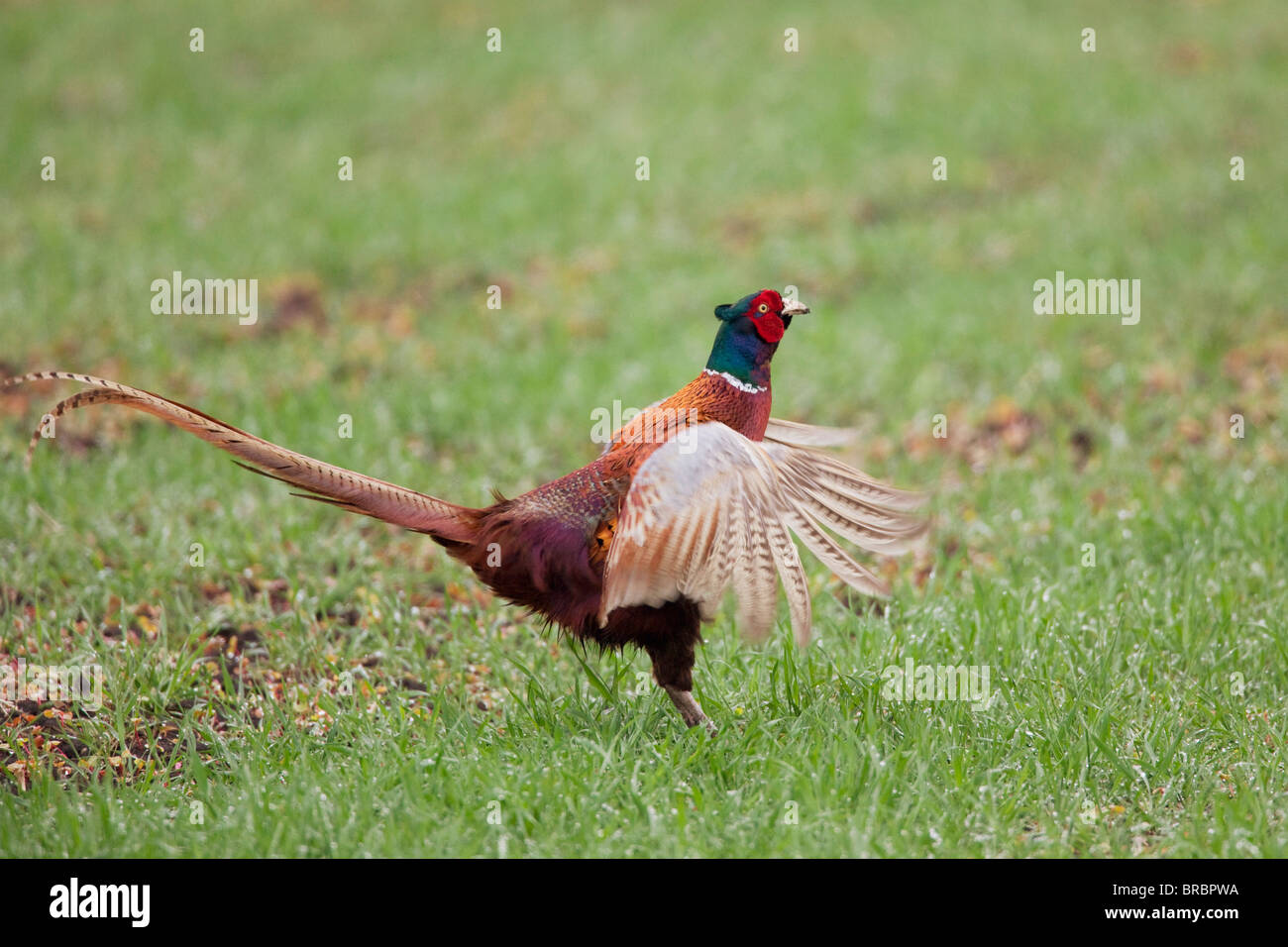 Common Pheasant (male) - standing on meadow / Phasianus colchicus Stock ...