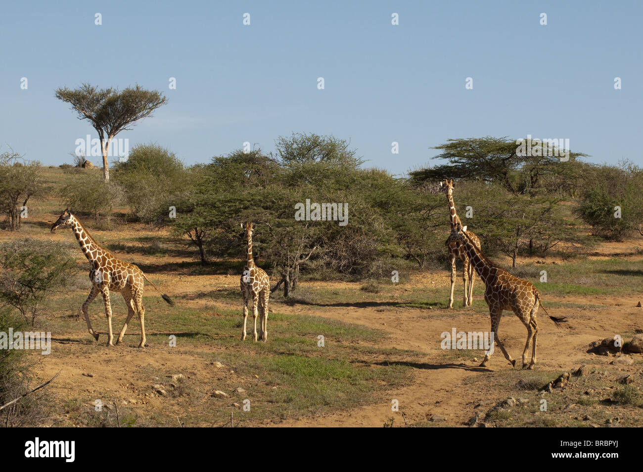 Loisaba Wilderness Conservancy, Laikipia, Kenya, East Africa Stock ...