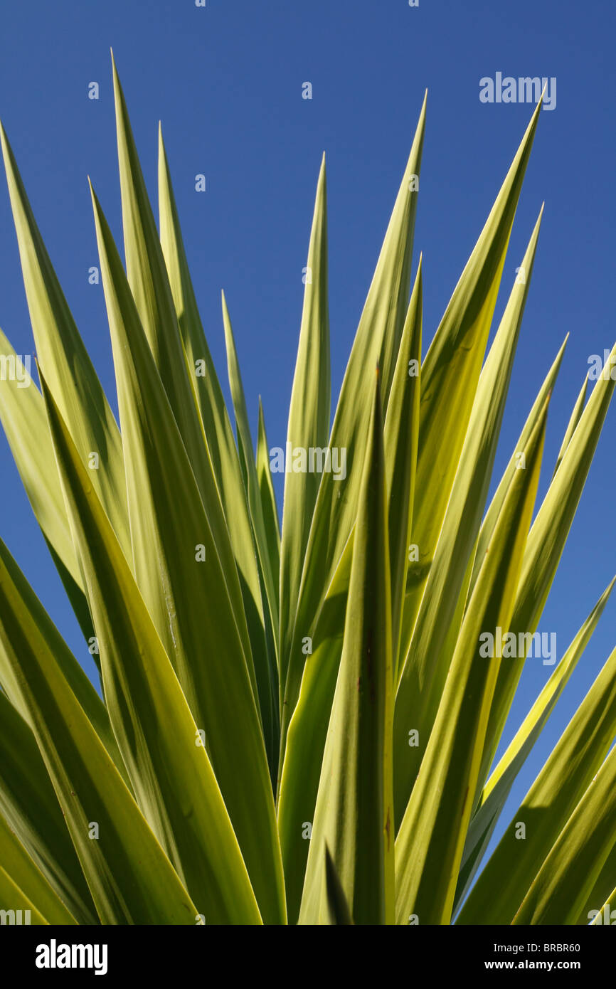 Green pointed leaves hi-res stock photography and images - Alamy