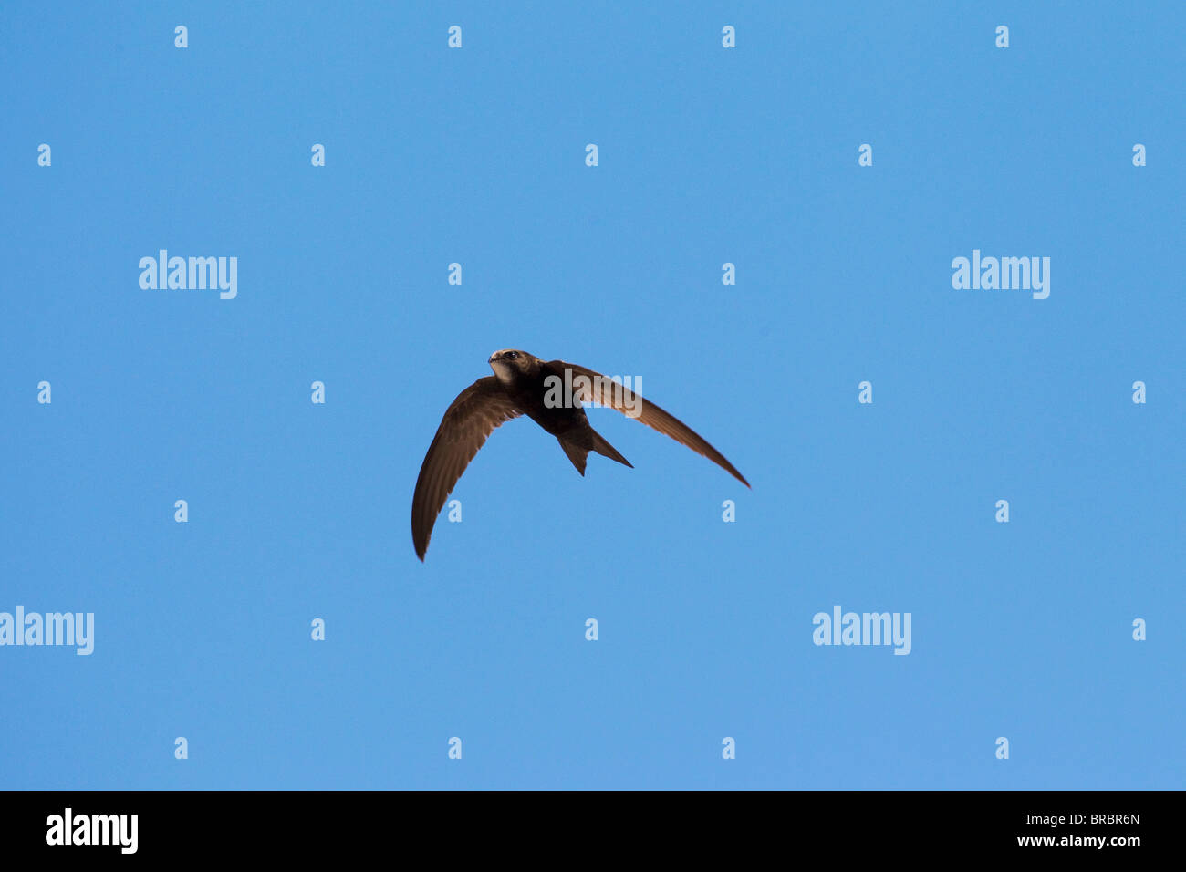 Swift flying birds hi-res stock photography and images - Alamy