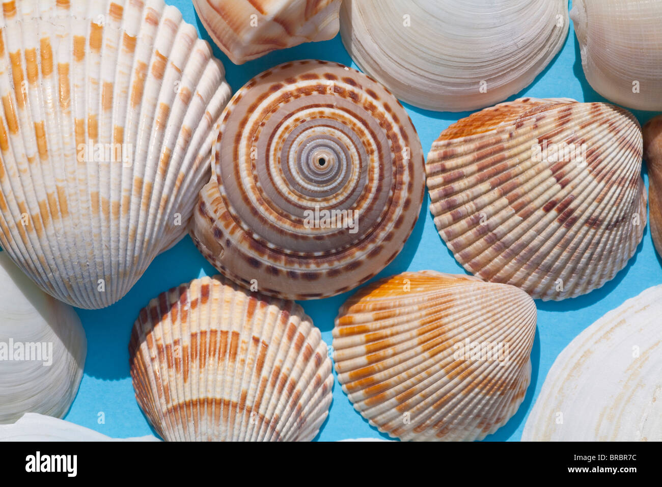 Collection vector hi-res stock photography and images - Alamy