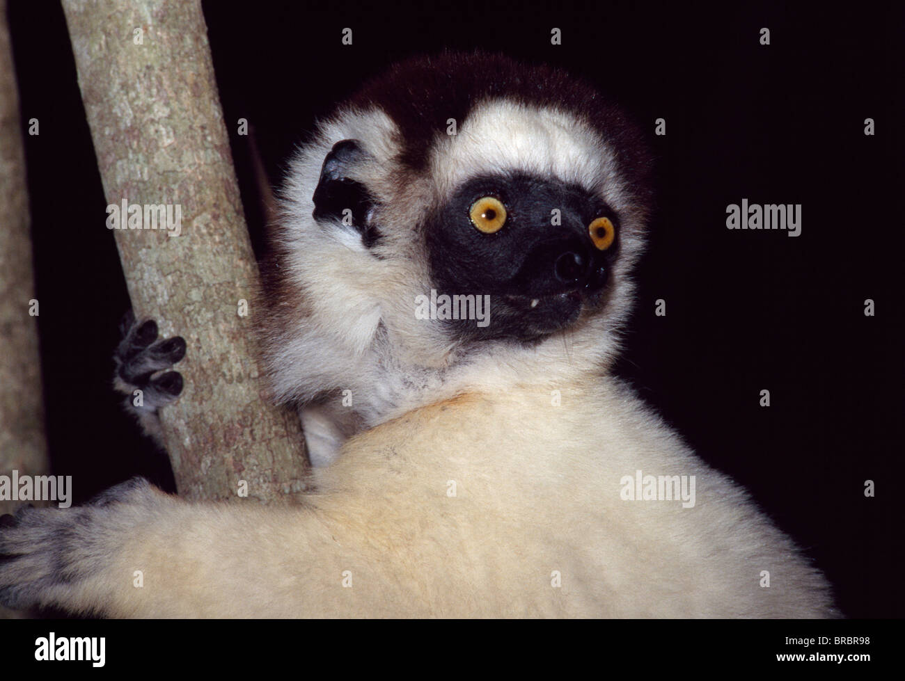 Portrait of a Verreaux's Sifaka (Propithecus verreauxi) sitting on tree ...