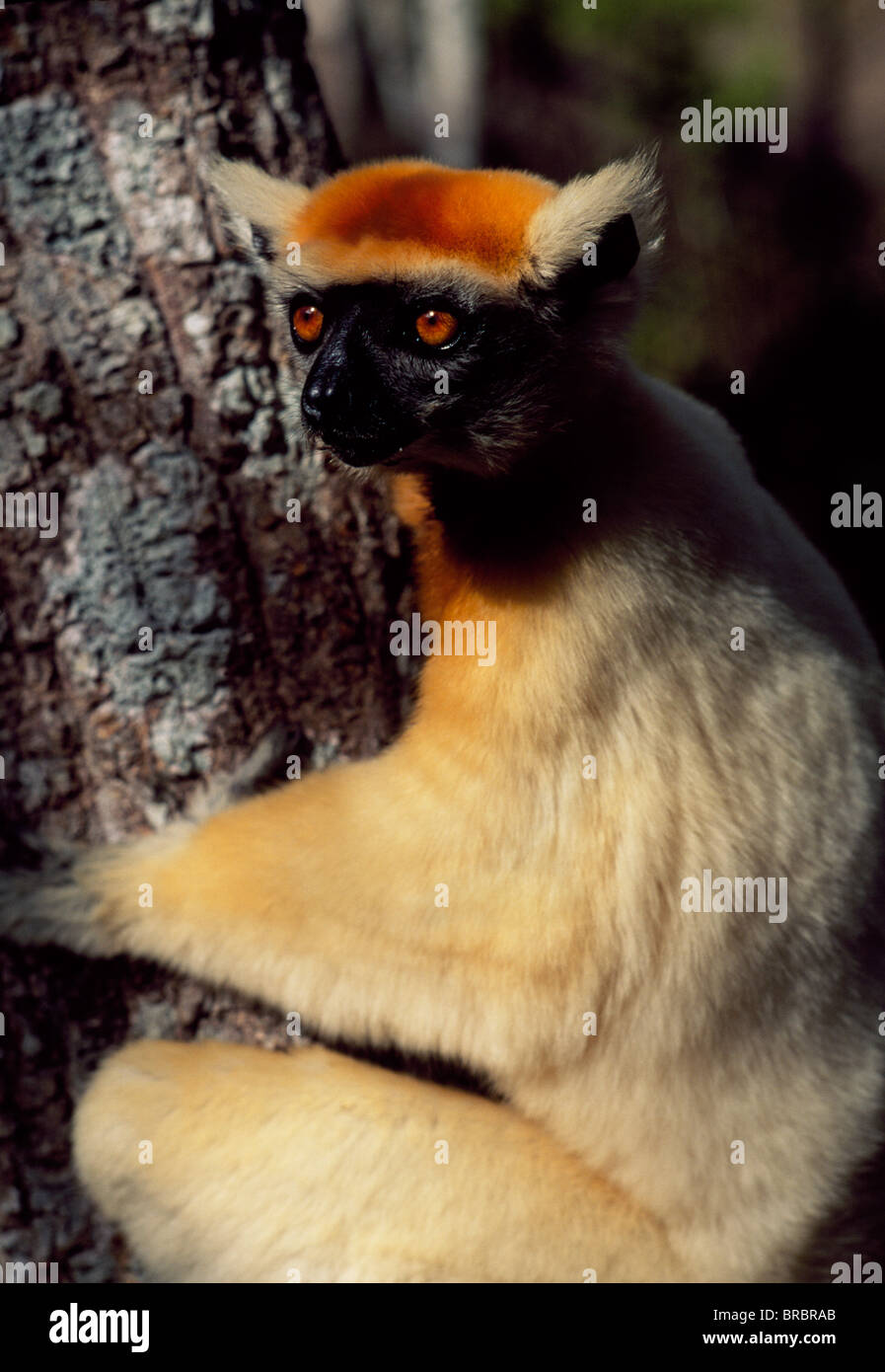 Golden-crowned Sifaka (Propithecus tattersalli), an endangered species ...