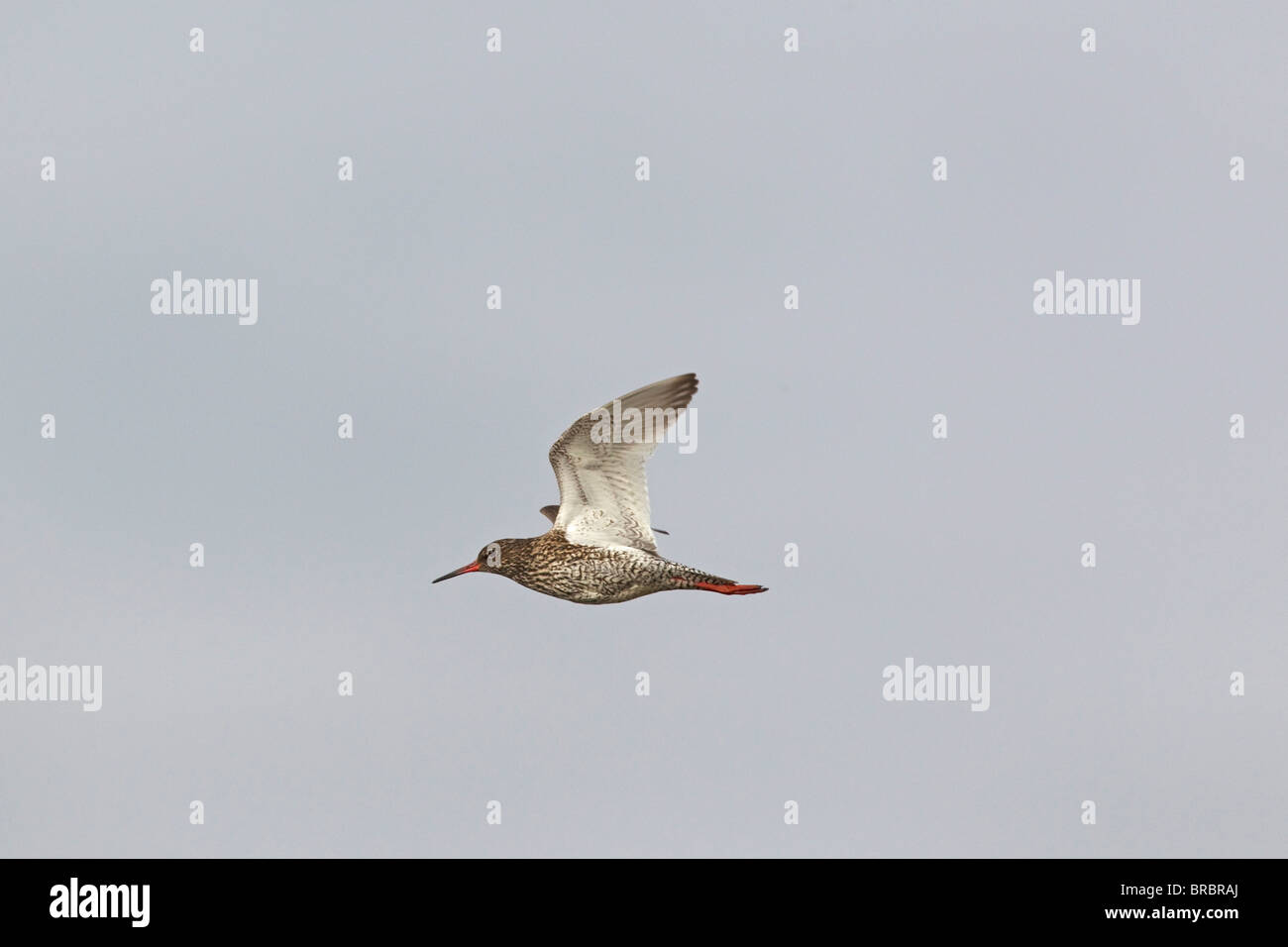 Redshanks flying hi-res stock photography and images - Alamy