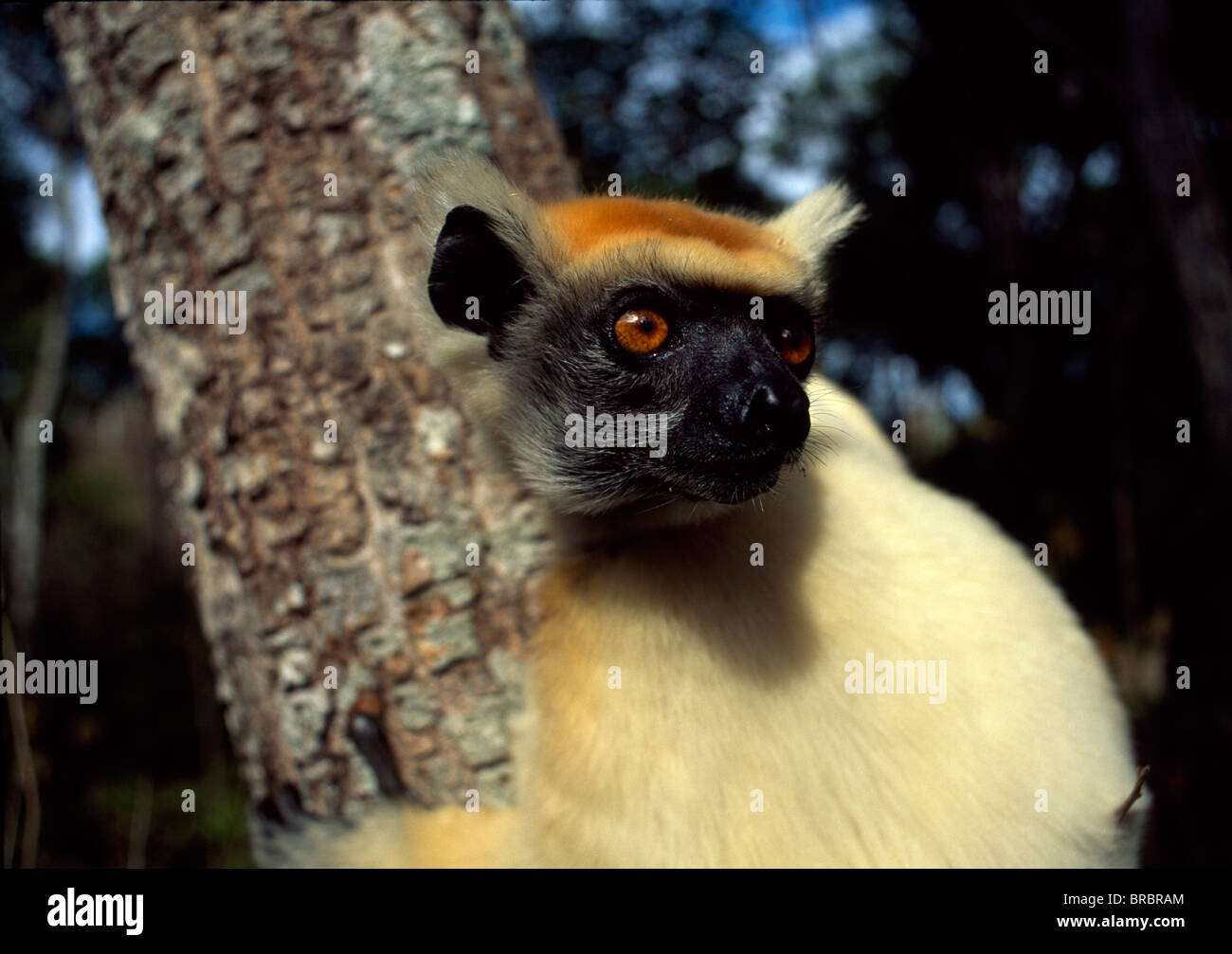 Golden-crowned Sifaka (Propithecus tattersalli), an endangered species ...