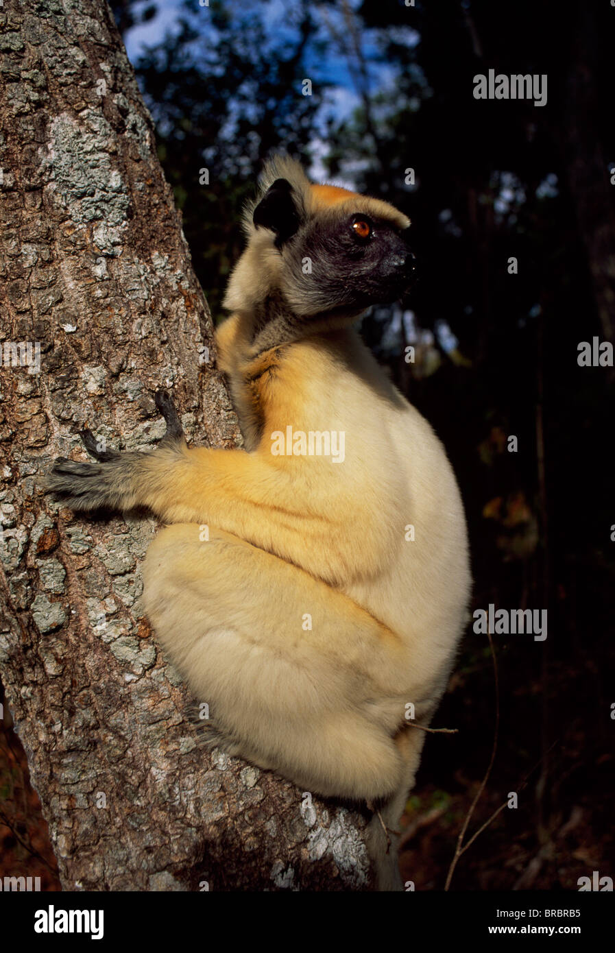 Golden-crowned Sifaka (Propithecus tattersalli), an endangered species ...