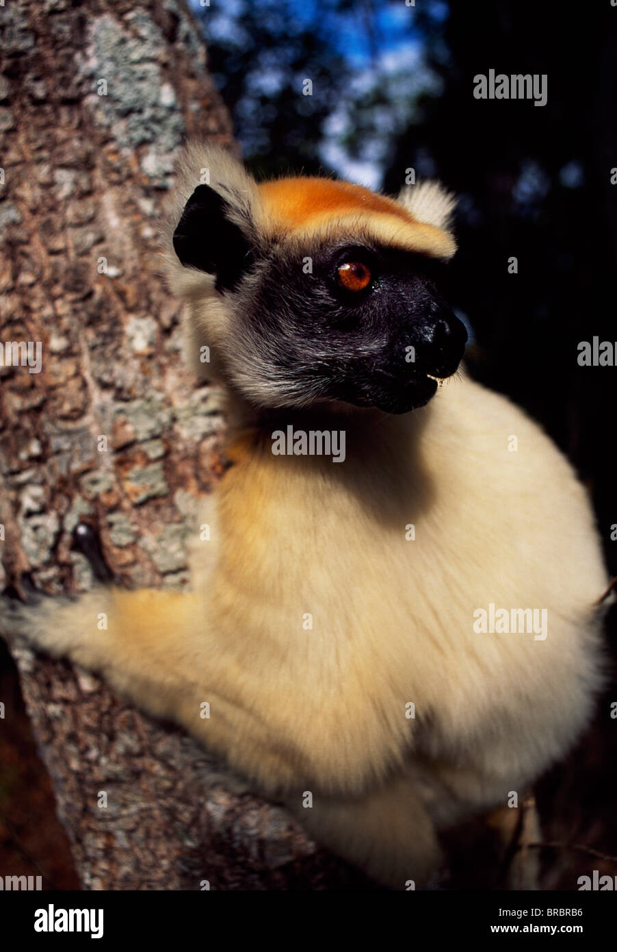 Golden-crowned Sifaka (Propithecus tattersalli), an endangered species ...