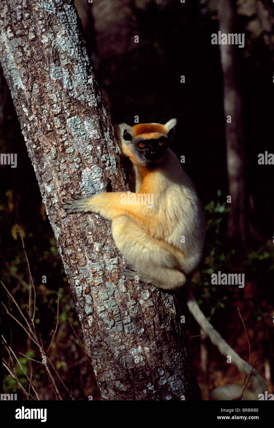 Golden-crowned Sifaka (Propithecus tattersalli), an endangered species ...