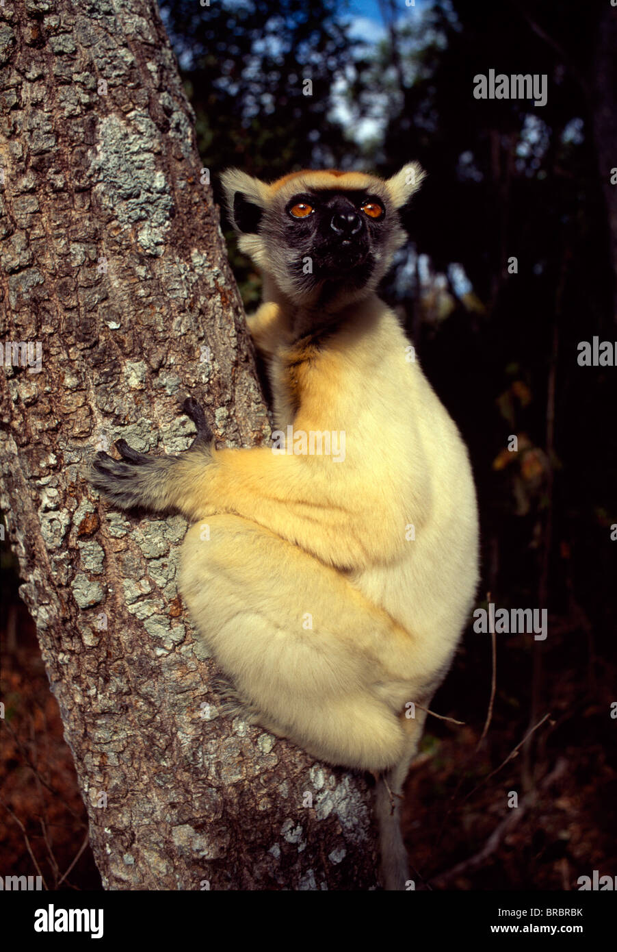 Golden-crowned Sifaka (Propithecus tattersalli), an endangered species ...