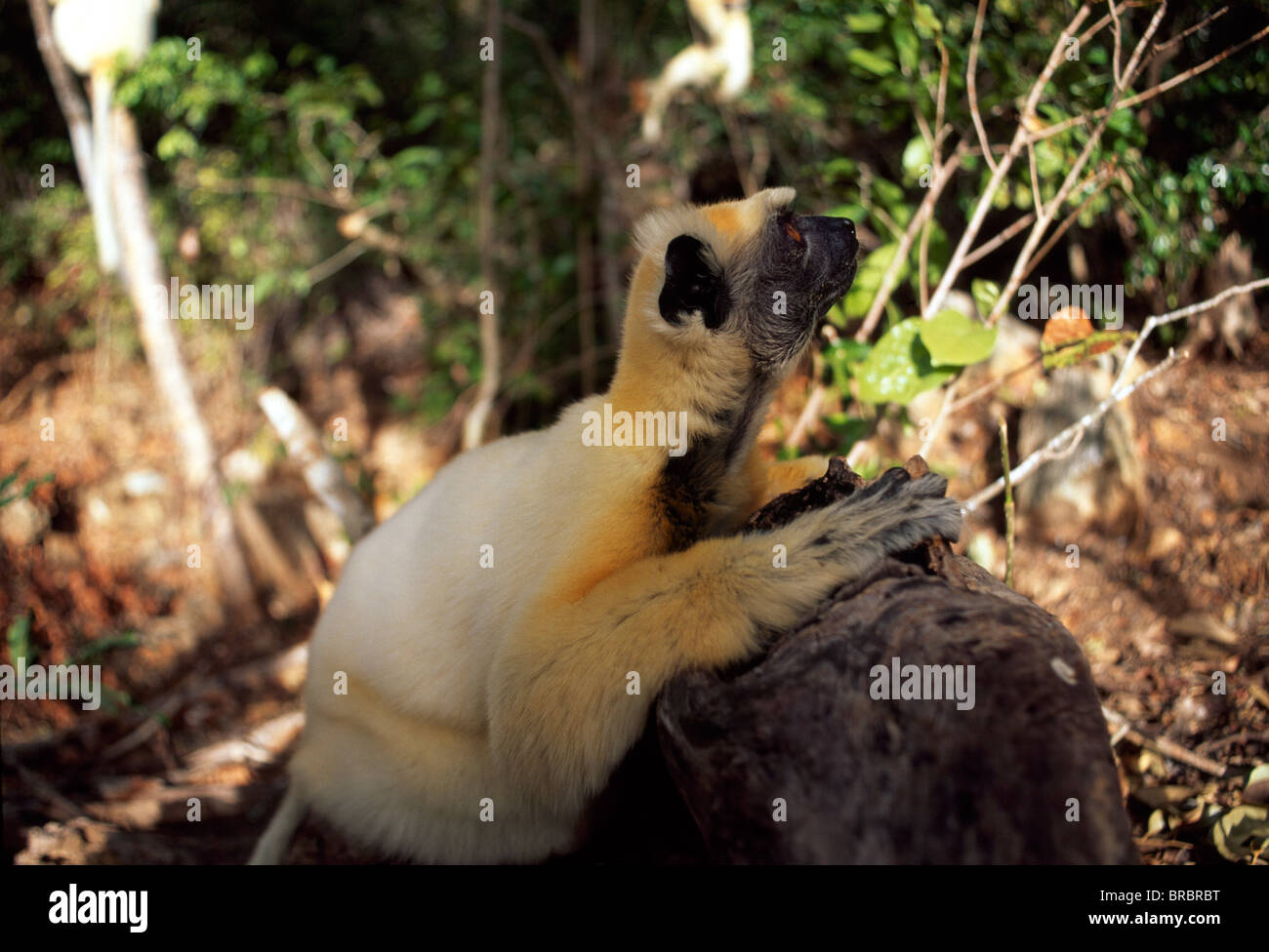 Golden-crowned Sifaka (Propithecus tattersalli), an endangered species ...