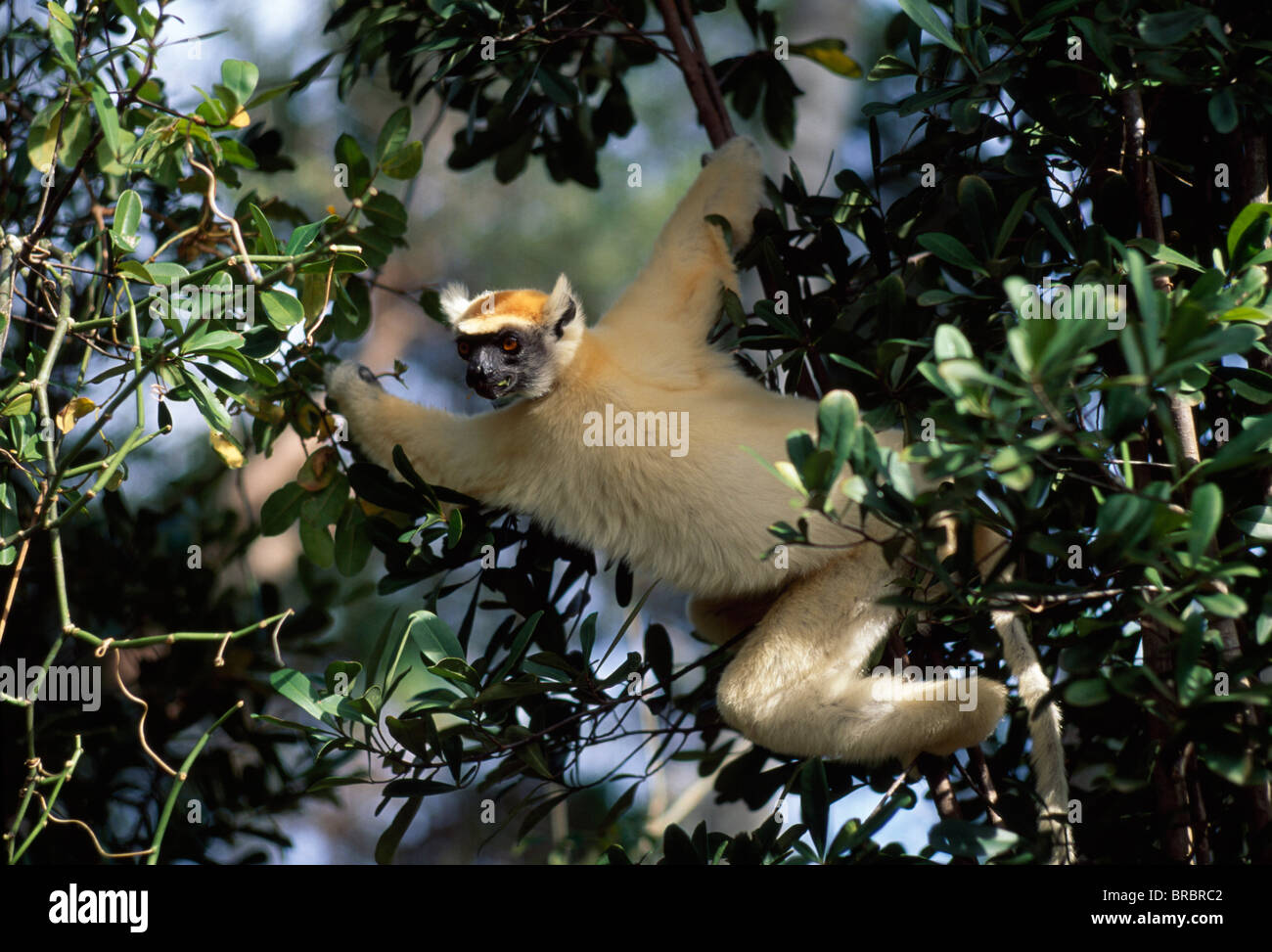 Golden-crowned Sifaka (Propithecus tattersalli), an endangered species ...