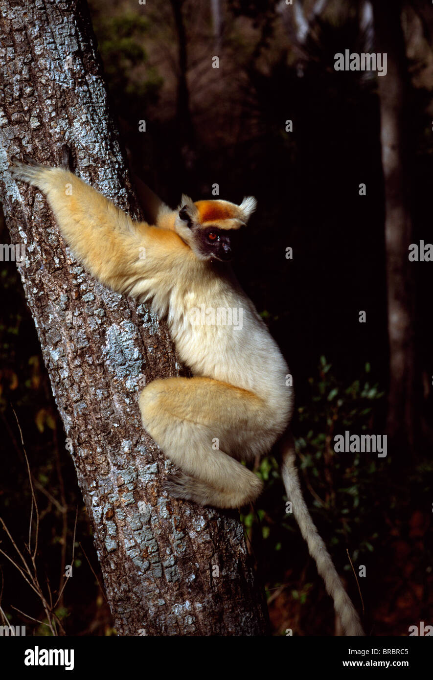 Golden-crowned Sifaka (Propithecus tattersalli), an endangered species ...