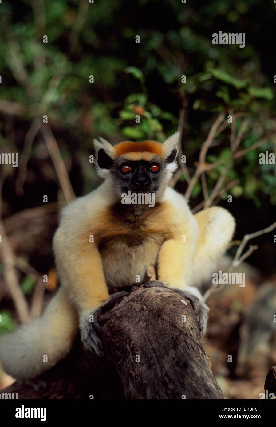 Golden-crowned Sifaka (Propithecus tattersalli), an endangered species ...