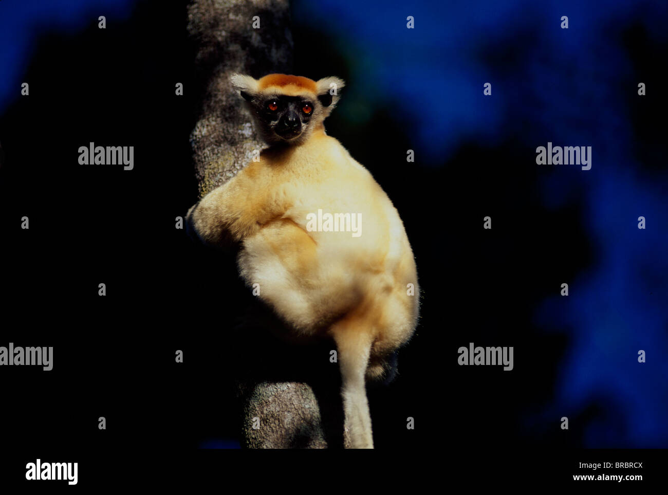 Golden-crowned Sifaka (Propithecus tattersalli), an endangered species ...